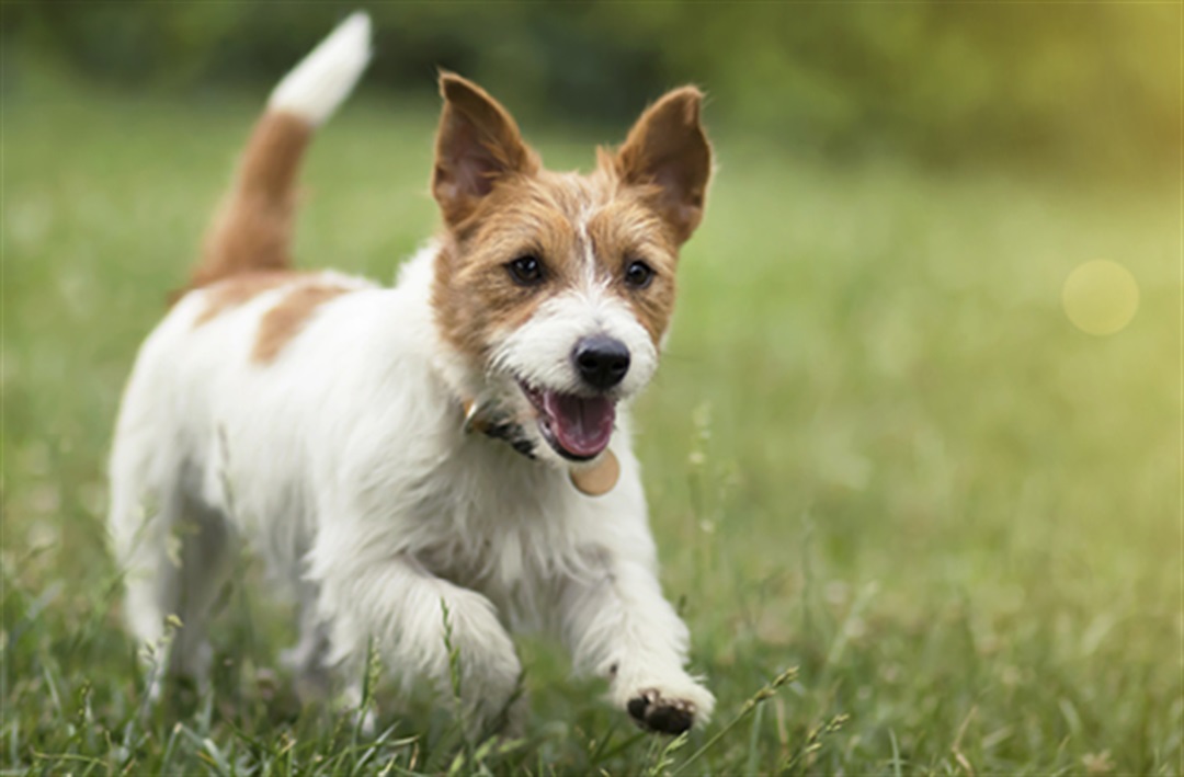 Domestic animal permits - City of Kingston