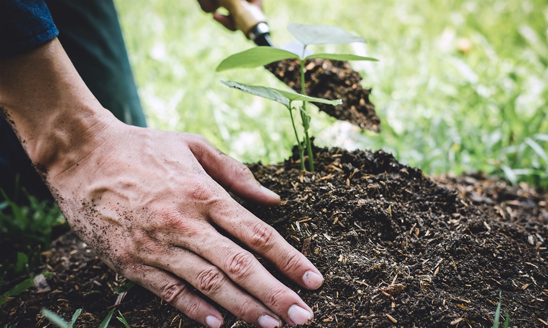 Public trees (street trees and reserves) - City of Kingston
