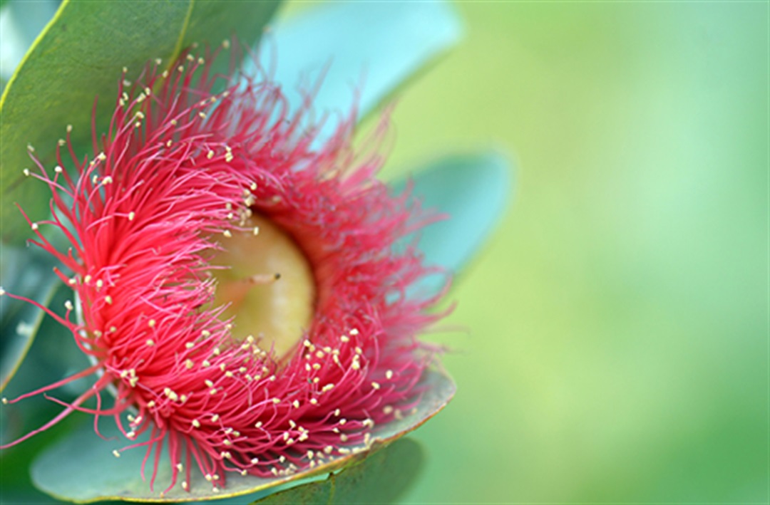 Footpath vegetation - City of Kingston