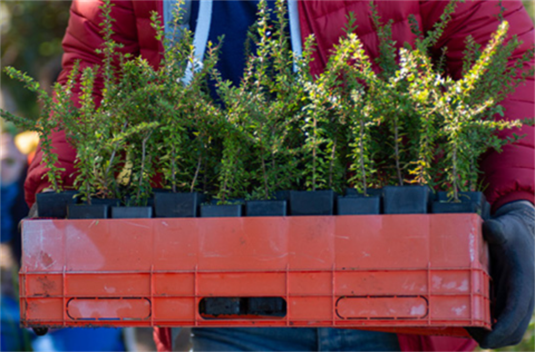 Native Plant Giveaway - City of Kingston